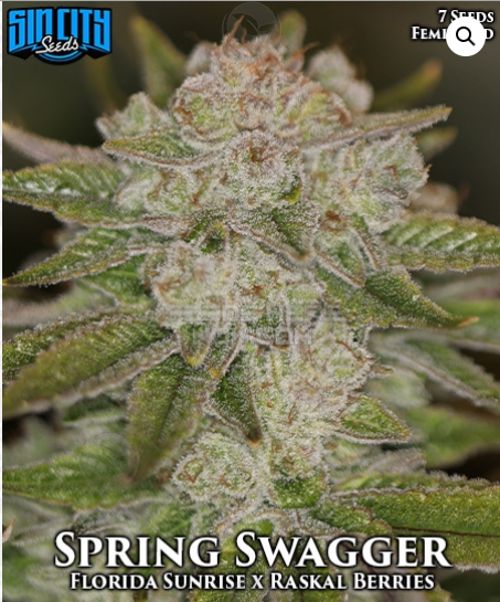 Spring Swagger – Meraki Genetics