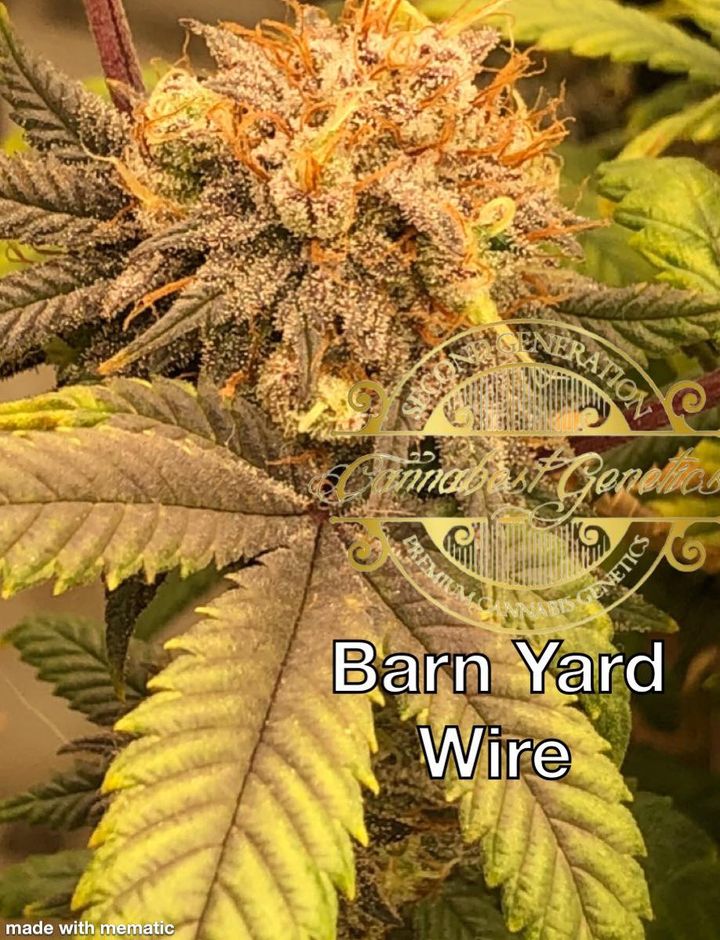 Barn Yard Wire F1 – Meraki Genetics