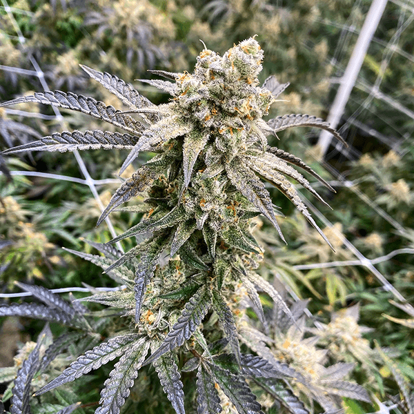 Monkey Berries – Meraki Genetics