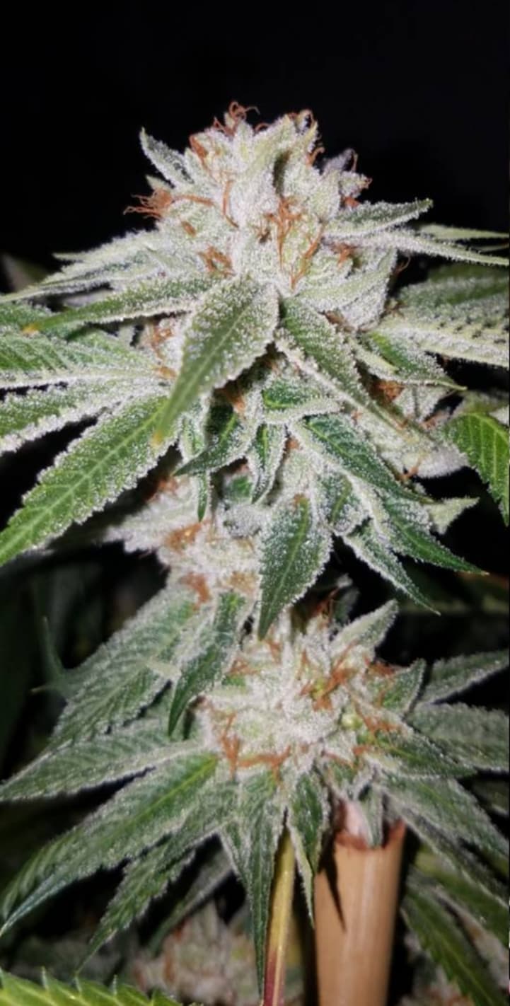 Humboldt Snow White – Meraki Genetics