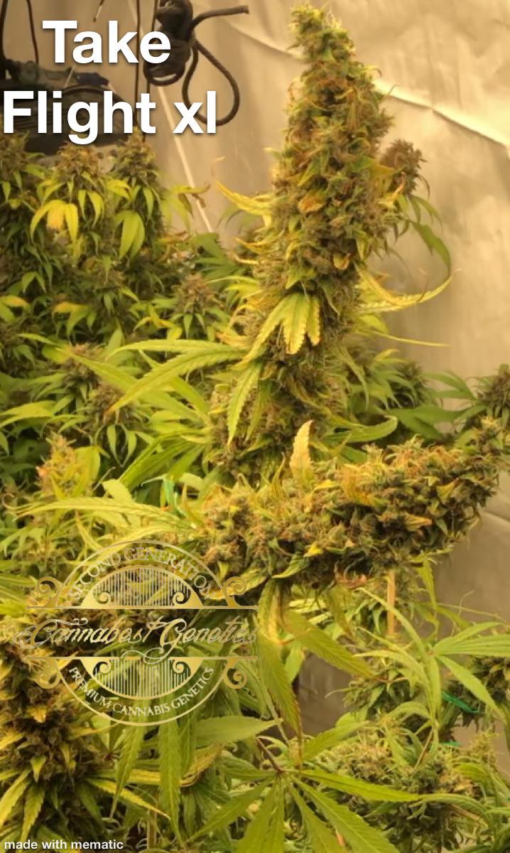 Take Flight XL F1 – Meraki Genetics